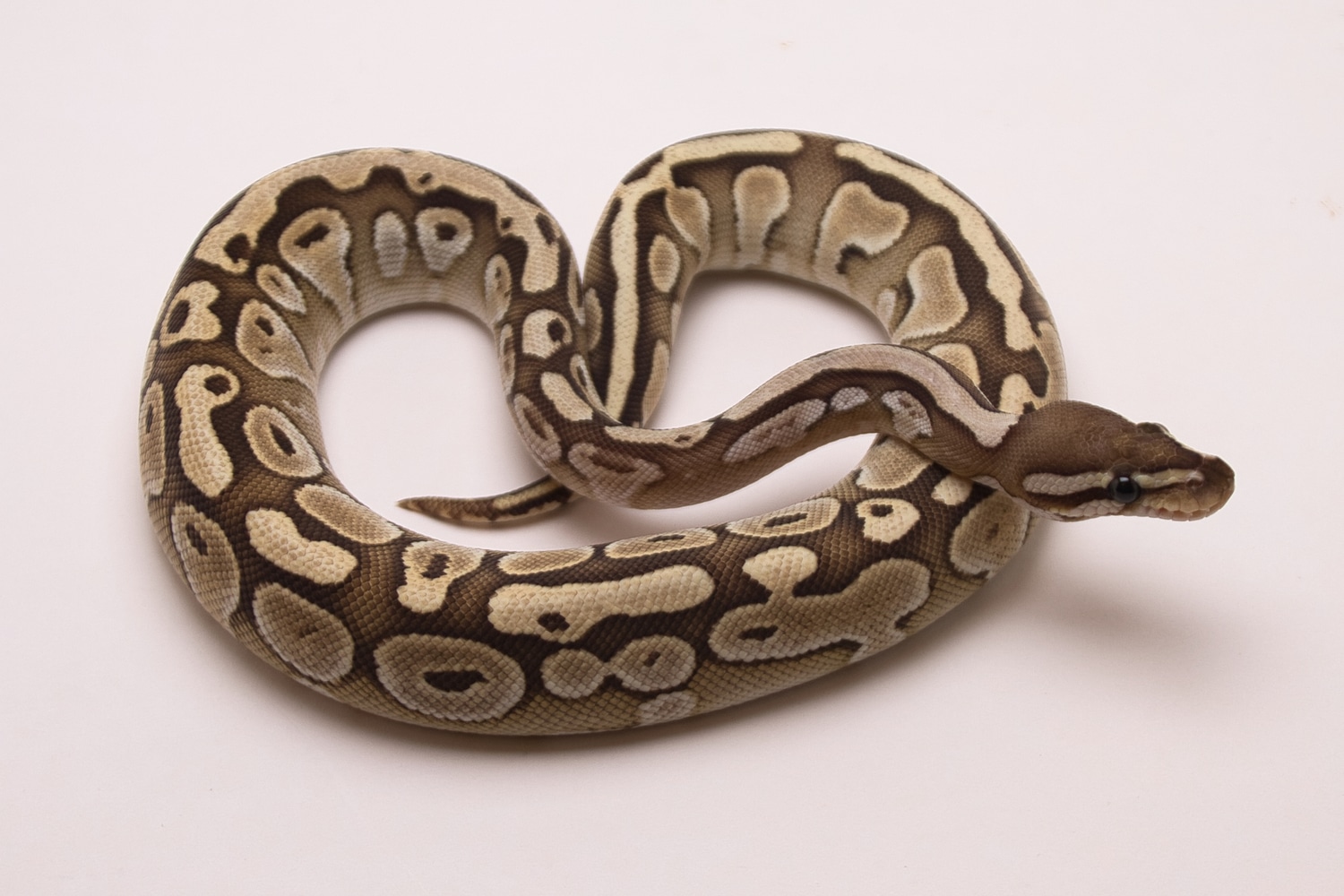 Lesser Or Butter, Het Orange Ghost Ball Python by Tiki Exotics ...