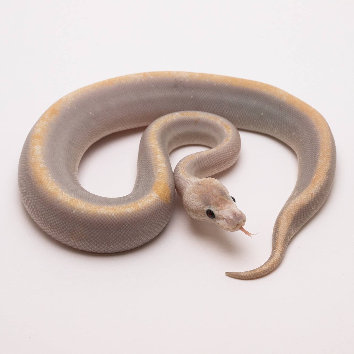 Champagne GHI Mojave Ghost Ball Python by Tiki Exotics - MorphMarket