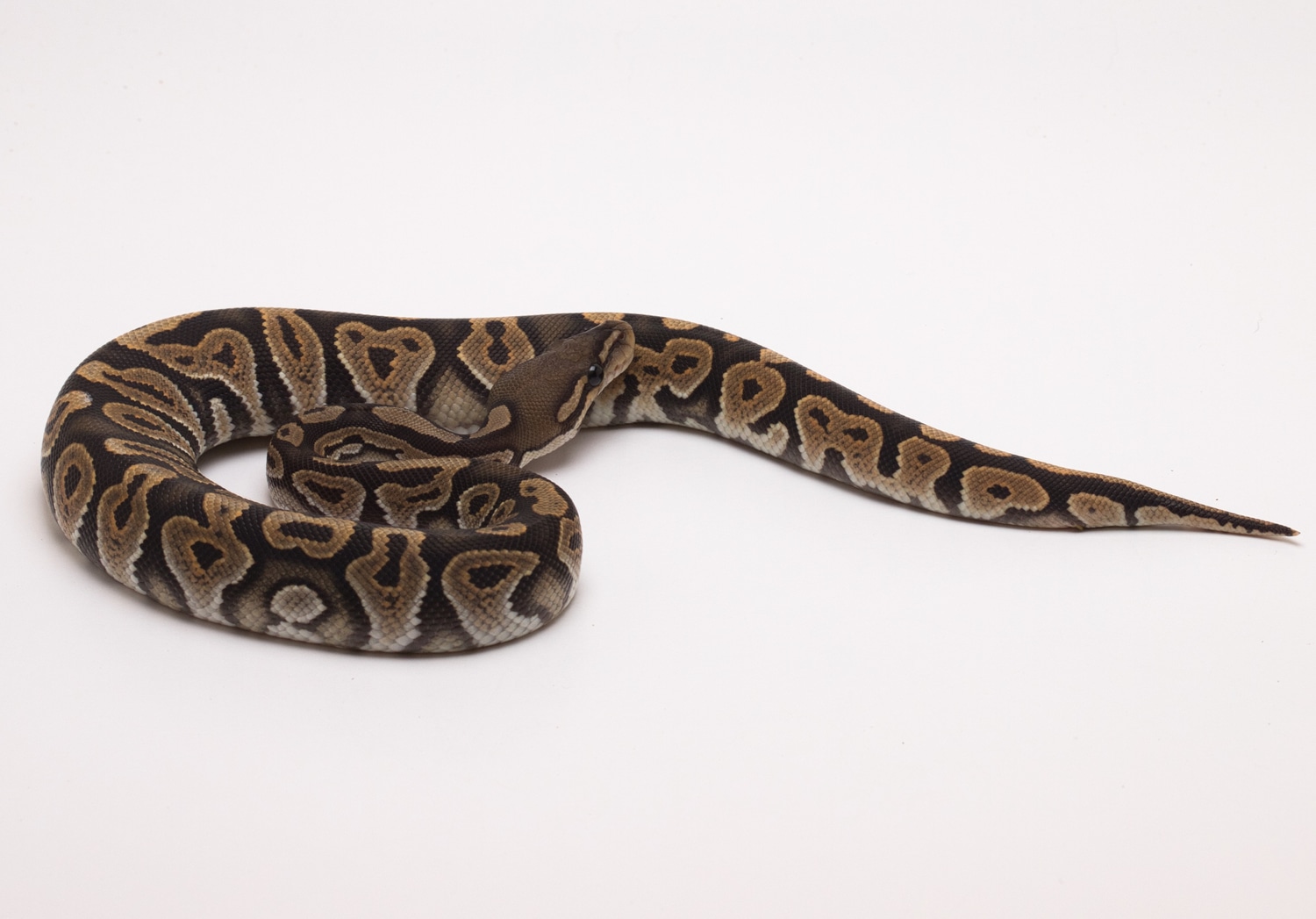 Orange Ghost, Poss Phantom And/or Huffman Ball Python by Tiki Exotics ...