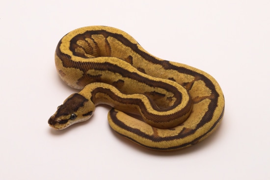 Enchi Super Specter Ball Python by Tiki Exotics
