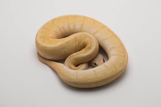 Hypo Pinstripe Coral Glow Pastel Calico Possible Huffman Ball Python by ...