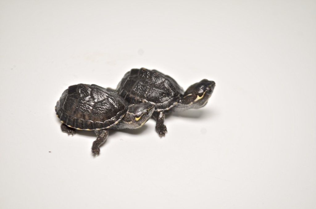 Stinkpot Musk Turtle Mud & Musk Turtle by Tikisgeckos - MorphMarket