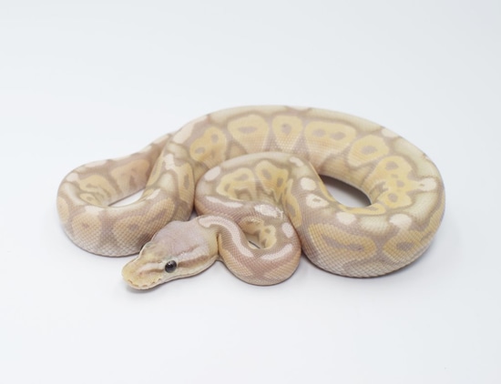Banana Pewter Vanilla Ball Python by Tikisgeckos
