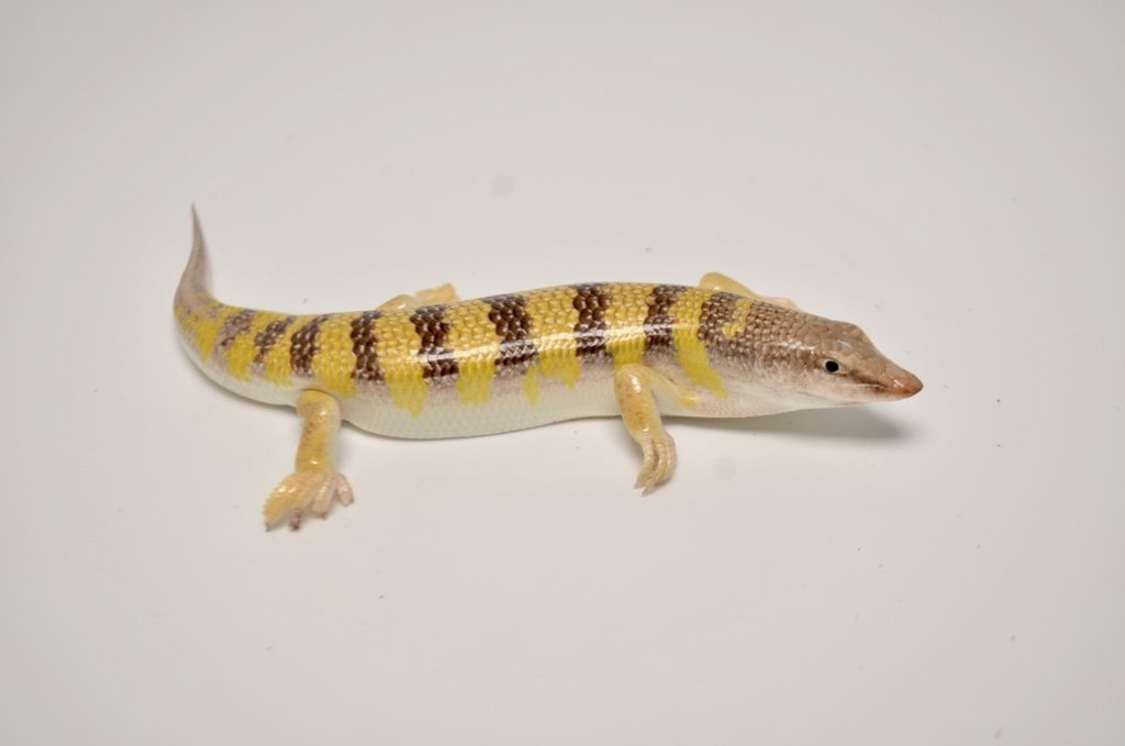 Sandfish Skink Ball Python by Tikisgeckos - MorphMarket