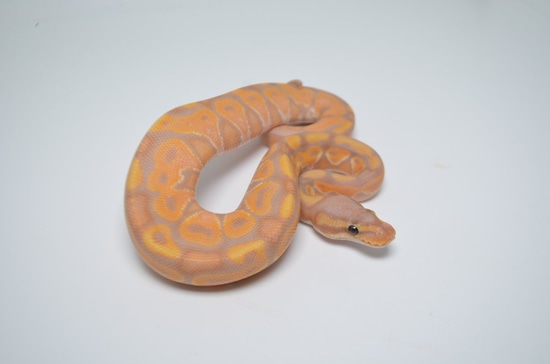 Banana Het Red Axanthic Ball Python by Tikisgeckos