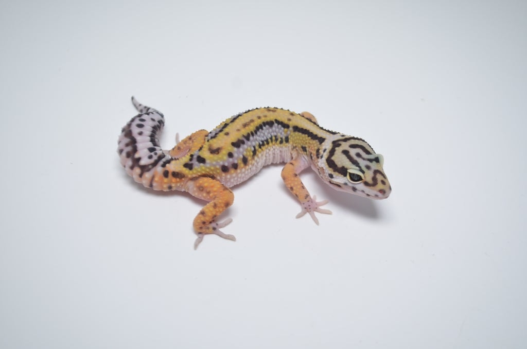 Clown Inferno X Bold Stripe Leopard Gecko by Tikisgeckos,llc - MorphMarket