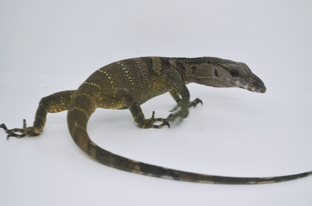 Black Roughneck Monitor Black-Throated Monitor by Tikisgeckos,llc ...