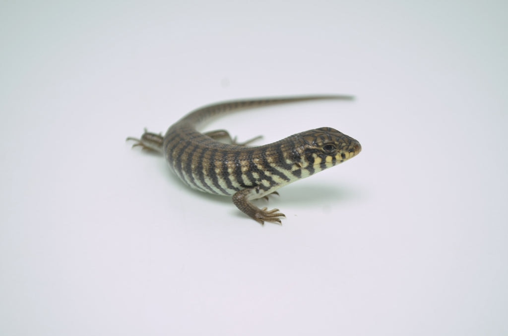 Kenyan Zebra Skink Other Skink by Tikisgeckos,llc - MorphMarket