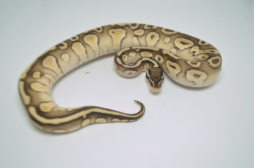 Pastel Lesser Ball Python by Tikisgeckos - MorphMarket