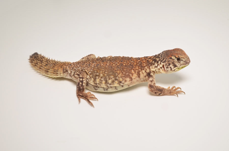 CBB Moroccan Spiny-tailed Lizard by Tikisgeckos - MorphMarket
