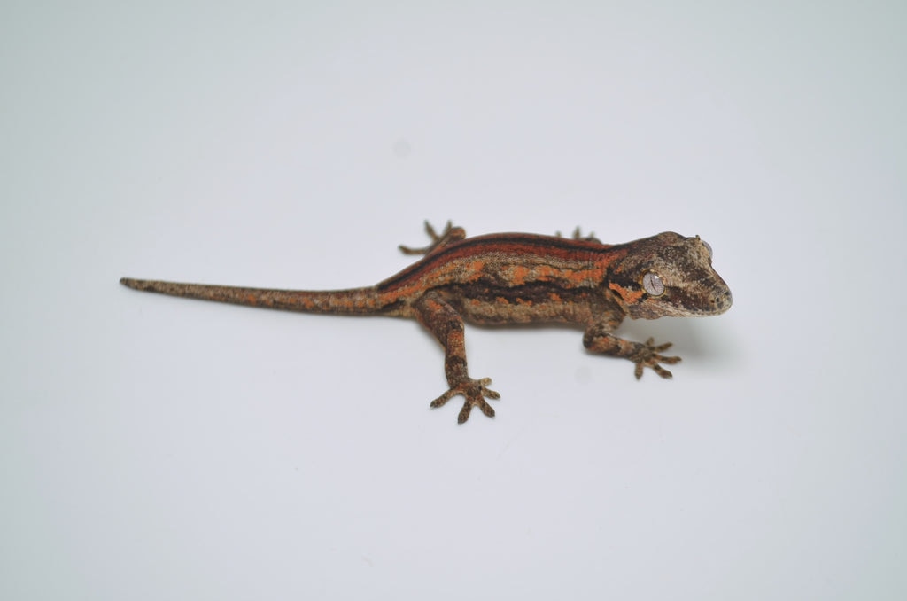 Red Striped Gargoyle Gecko by Tikisgeckos - MorphMarket
