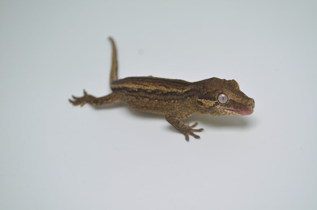 Brown Striped Gargoyle Gecko by Tikisgeckos,llc - MorphMarket