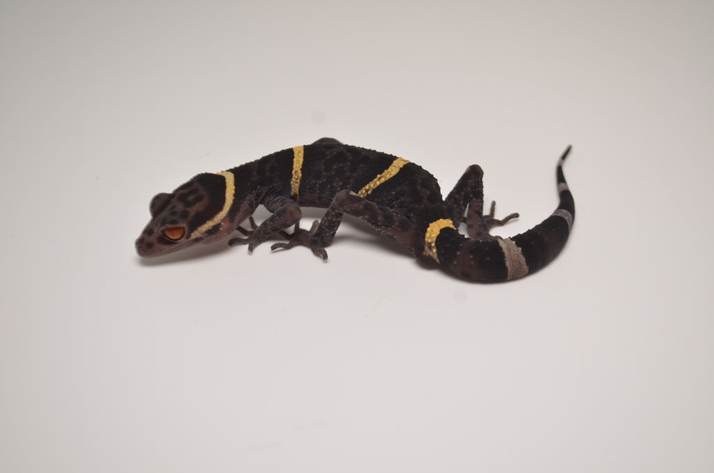 Chinese Cave Gecko More Gecko by Tikisgeckos - MorphMarket