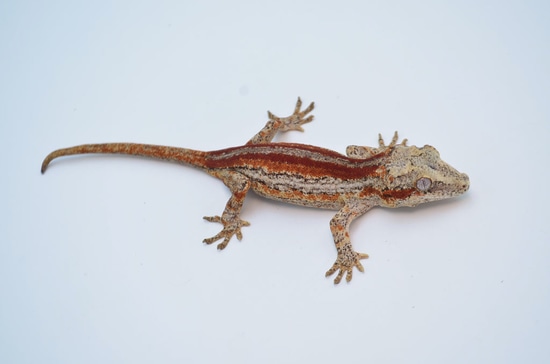 Red Super Striped Gargoyle Gecko (Pennywise Offspring) by Tikisgeckos