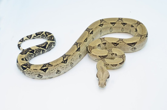 Anery Red Tailed Boa Boa Constrictor by Tikisgeckos