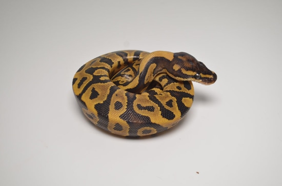 Leopard Ball Python by Tikisgeckos