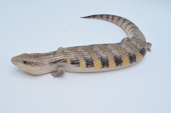 Yellow Classic Northern Blue Tongue Skink Northern Blue-Tongued Skink ...