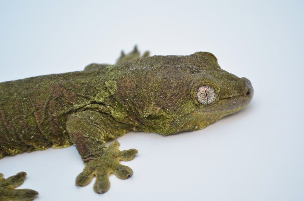 Pine Island Mossy Prehensile Tail Gecko Chahoua Gecko by Tikisgeckos ...