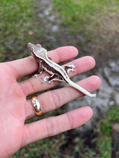 Axanthic Lilly White Crested Gecko by Tikisgeckos