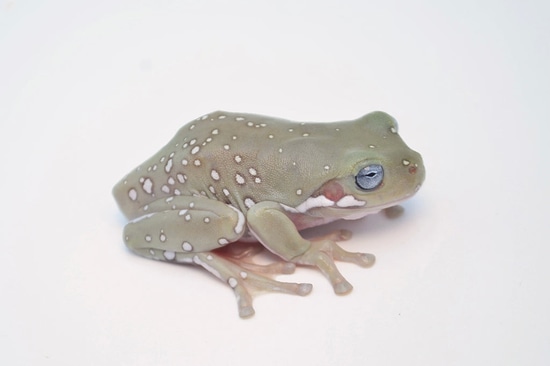 Blue Eyed Snowflake Dumpy Tree Frog White's Tree Frog by Tikisgeckos