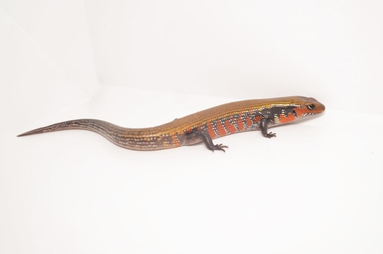 Fire Skinks by Tikisgeckos