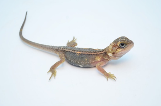 Paradigm Translucent Genetic Stripe Bearded Dragon Central Bearded ...