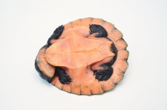 Pink Belly Snapping Turtle More Turtle by Tikisgeckos