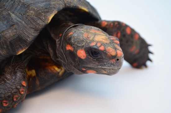 Cherry Head Red Footed Tortoise Red-Footed Tortoise by Tikisgeckos