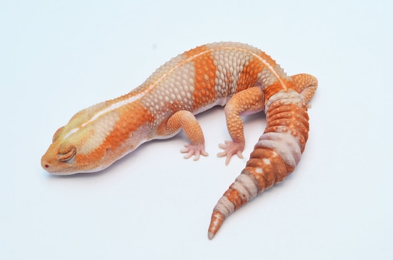 Tangerine Amelanistic African Fat Tailed Gecko African Fat-Tailed Gecko ...
