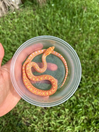 STUNNING Red Albino Bull Snake Bullsnake by Tikisgeckos