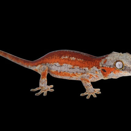 Tikisgeckos - MorphMarket