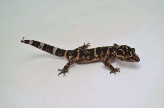 Proven Kume Cave Gecko Pair by Tikisgeckos