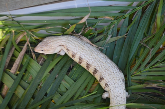 Grey And Black Line Northern Blue Tongue Skink Northern Blue-Tongued ...