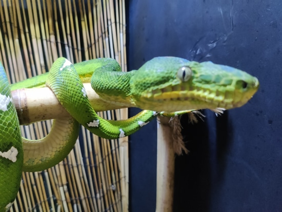 Emerald Tree Boa Established Northern Emerald Tree Boa by Tiki Trading ...