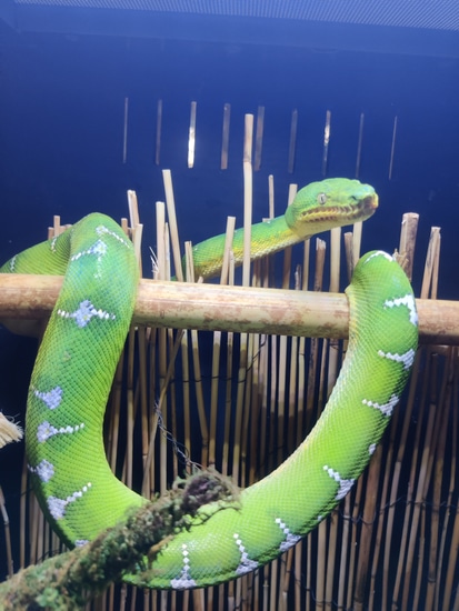 Emerald Tree Boa Established Northern Emerald Tree Boa by Tiki Trading ...