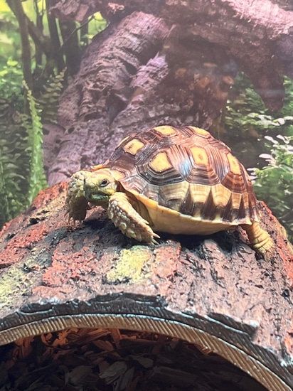 Well-started 3 Inch Sulcata Sulcata Tortoise by Tiko’s Torts