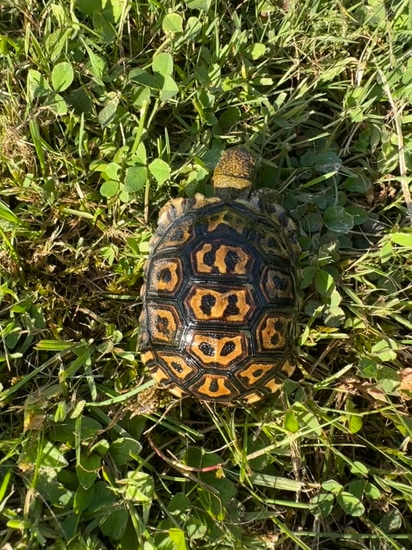 Baby Leopard PP Leopard Tortoise by Tiko’s Torts