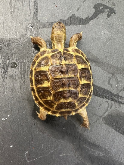 Baby Russian Russian Tortoise by Tiko’s Torts
