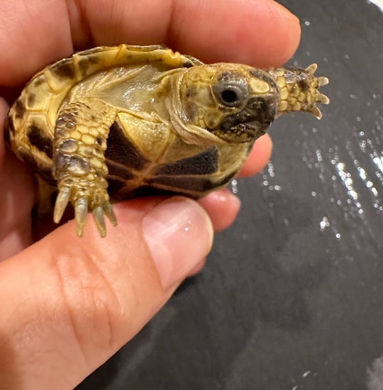 Russian Tort Russian Tortoise by Tiko’s Torts