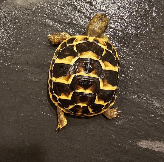 Western Hermanns Hermann's Tortoise by Tiko’s Torts
