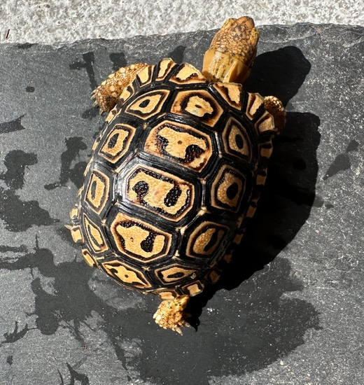 Leopard Tortoise by Tiko’s Torts