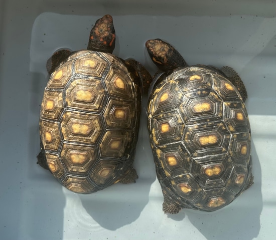 Cherryhead Pair Red-Footed Tortoise by Tiko’s Torts