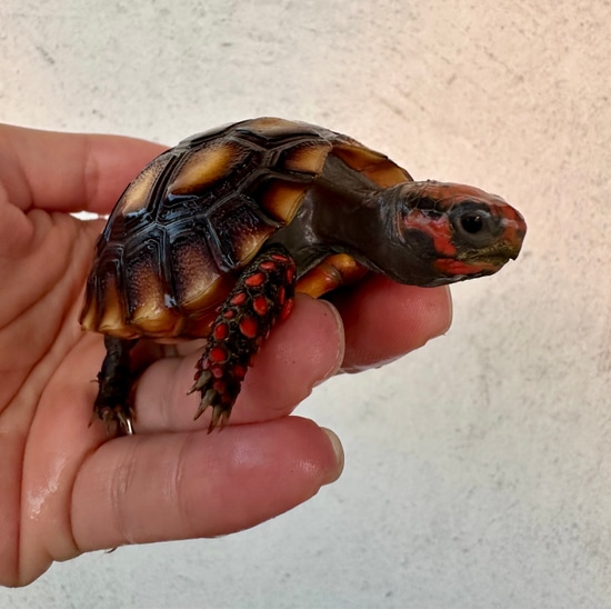 Cherryhead Red-Footed Tortoise by Tiko’s Torts