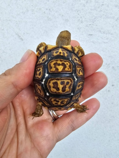 Leopard Tortoise by Tiko’s Torts