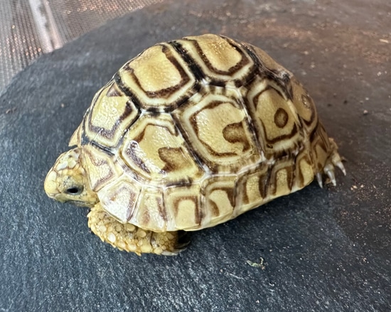 Leopard Tortoise by Tiko’s Torts