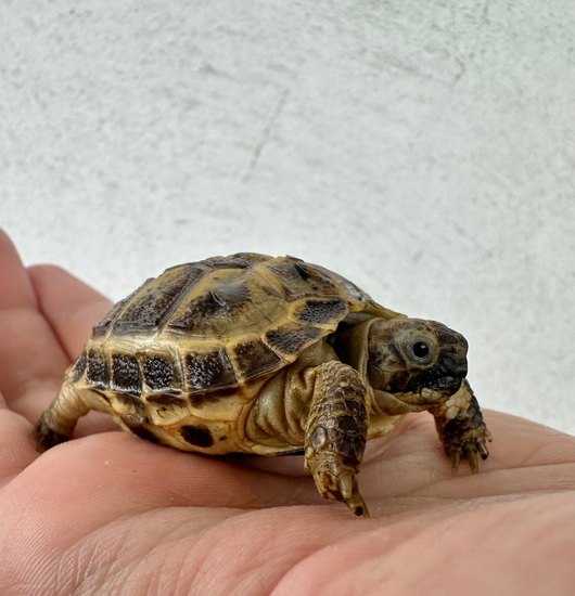 Russian Russian Tortoise by Tiko’s Torts