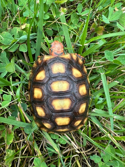 Cherryhead Red-Footed Tortoise by Tiko’s Torts