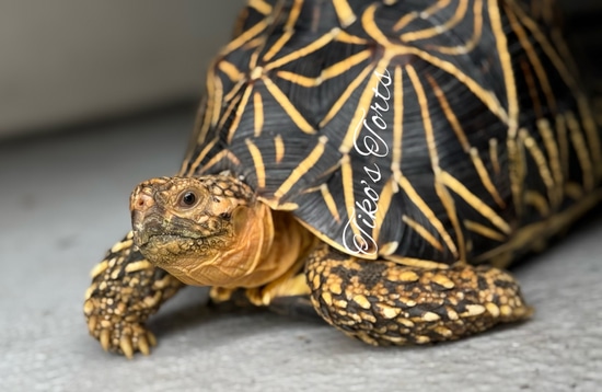 Indian Star - Priya Indian Star Tortoise by Tiko’s Torts