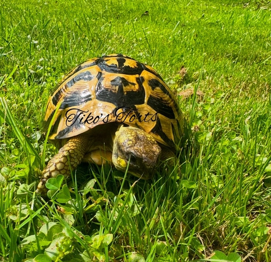 Western Hermanns- Shira Hermann's Tortoise by Tiko’s Torts