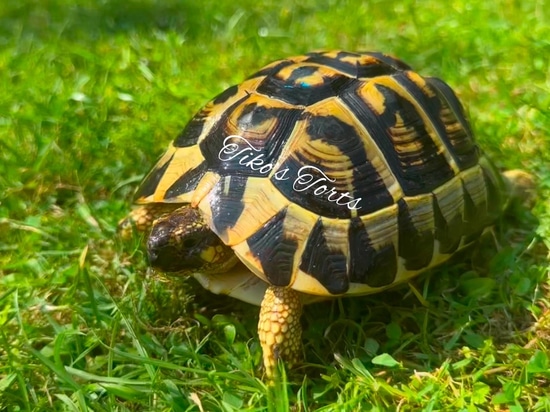 Western Hermanns - Polly Hermann's Tortoise by Tiko’s Torts